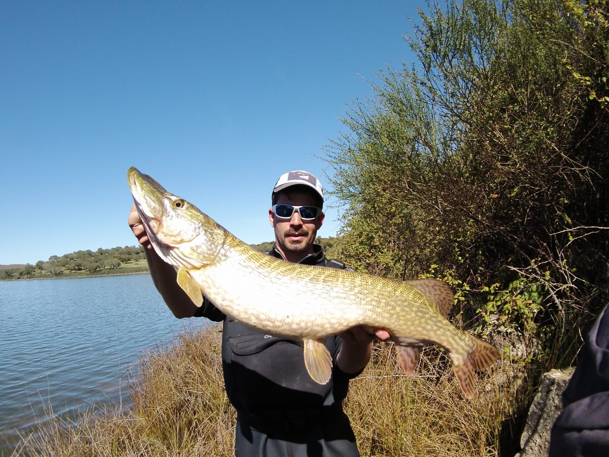 Horno Tejero and Boquerón lakes. Black bass, big carps 2025