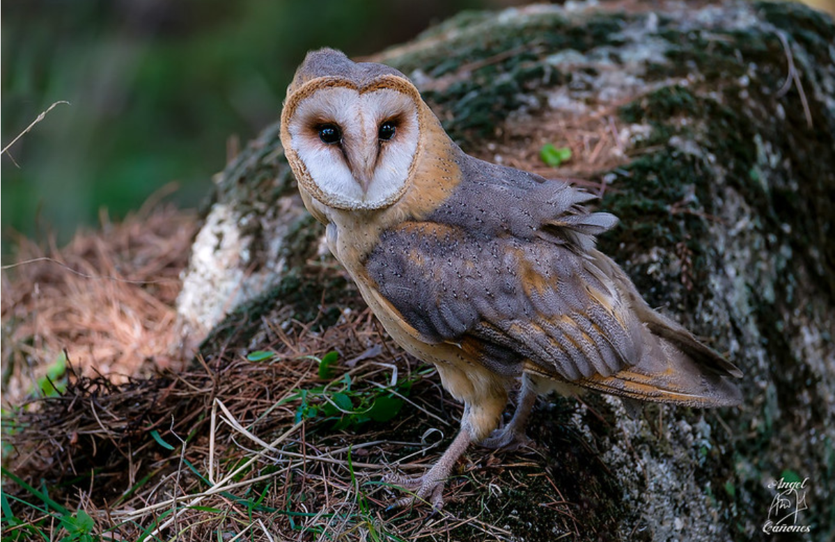 Rapaces nocturnas Aves de la región de Extremadura. 2026