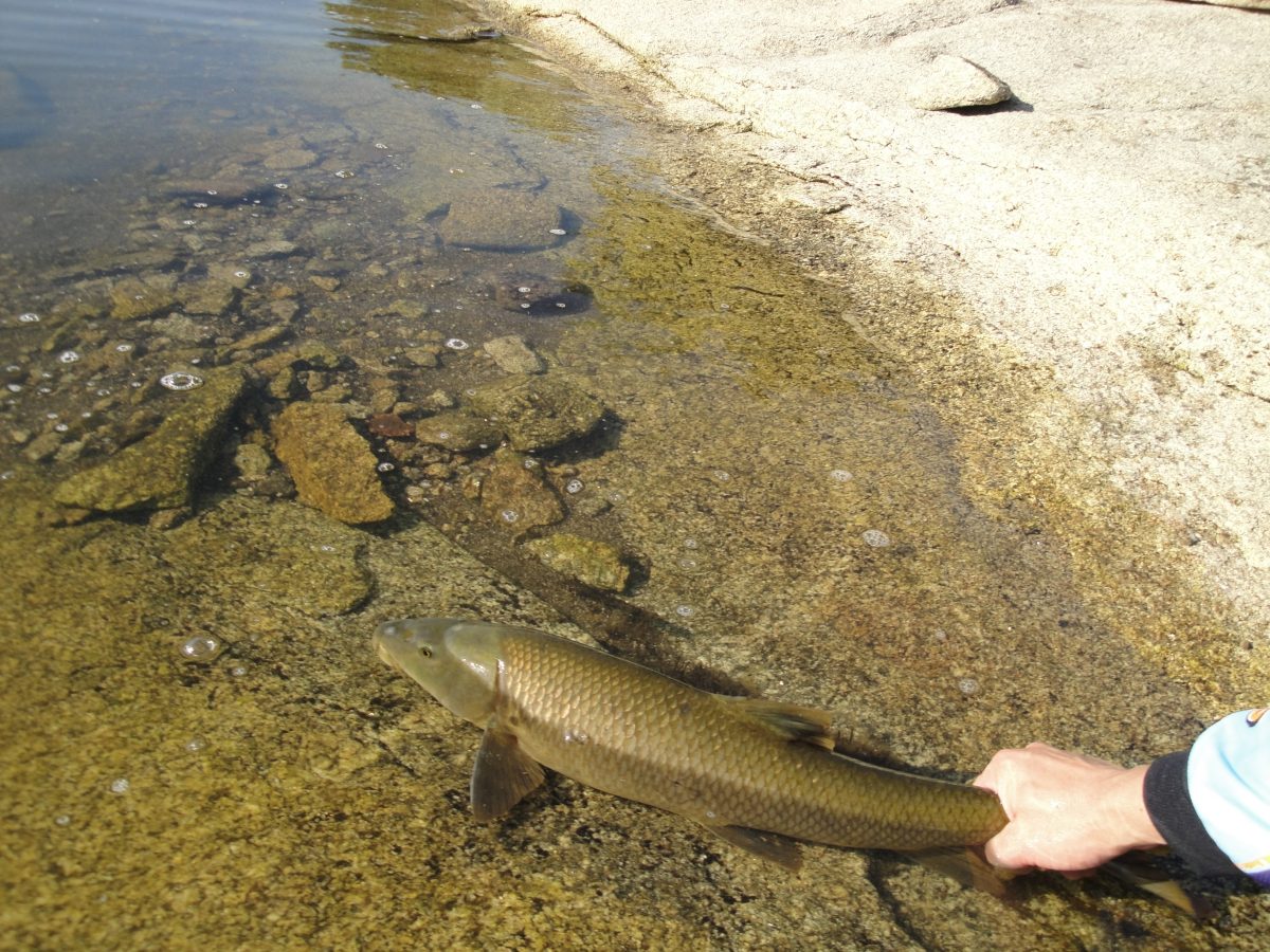 Embalse de Gabriel y Galán - Pesca de depredadores 2026